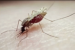 Bug-Zapper: A Dose of Radiation May Help Knock Out Malaria | NIST