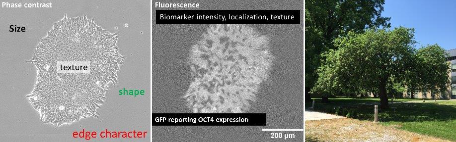 H9 Stem Cell Colony and Newton Tree