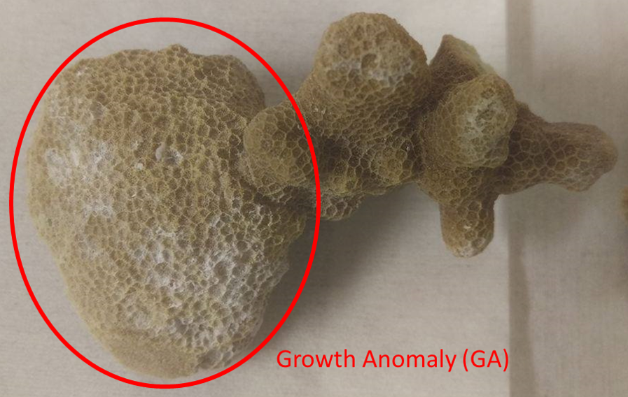 Coral growth anomaly