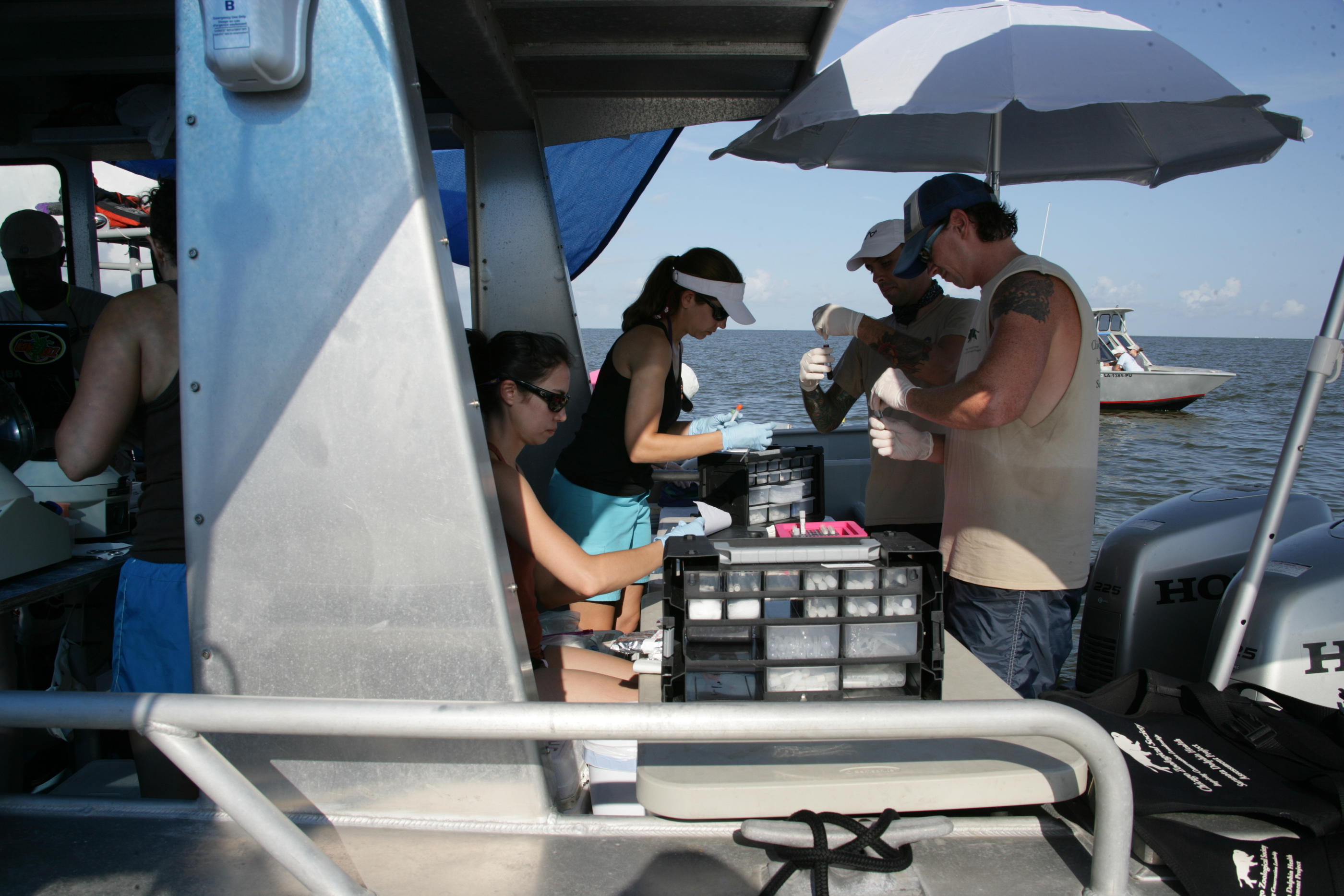 Processing dolphin tissue samples