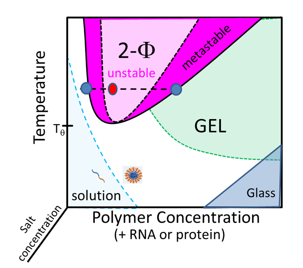 Polyelectrolyte Solutions and Gels | NIST