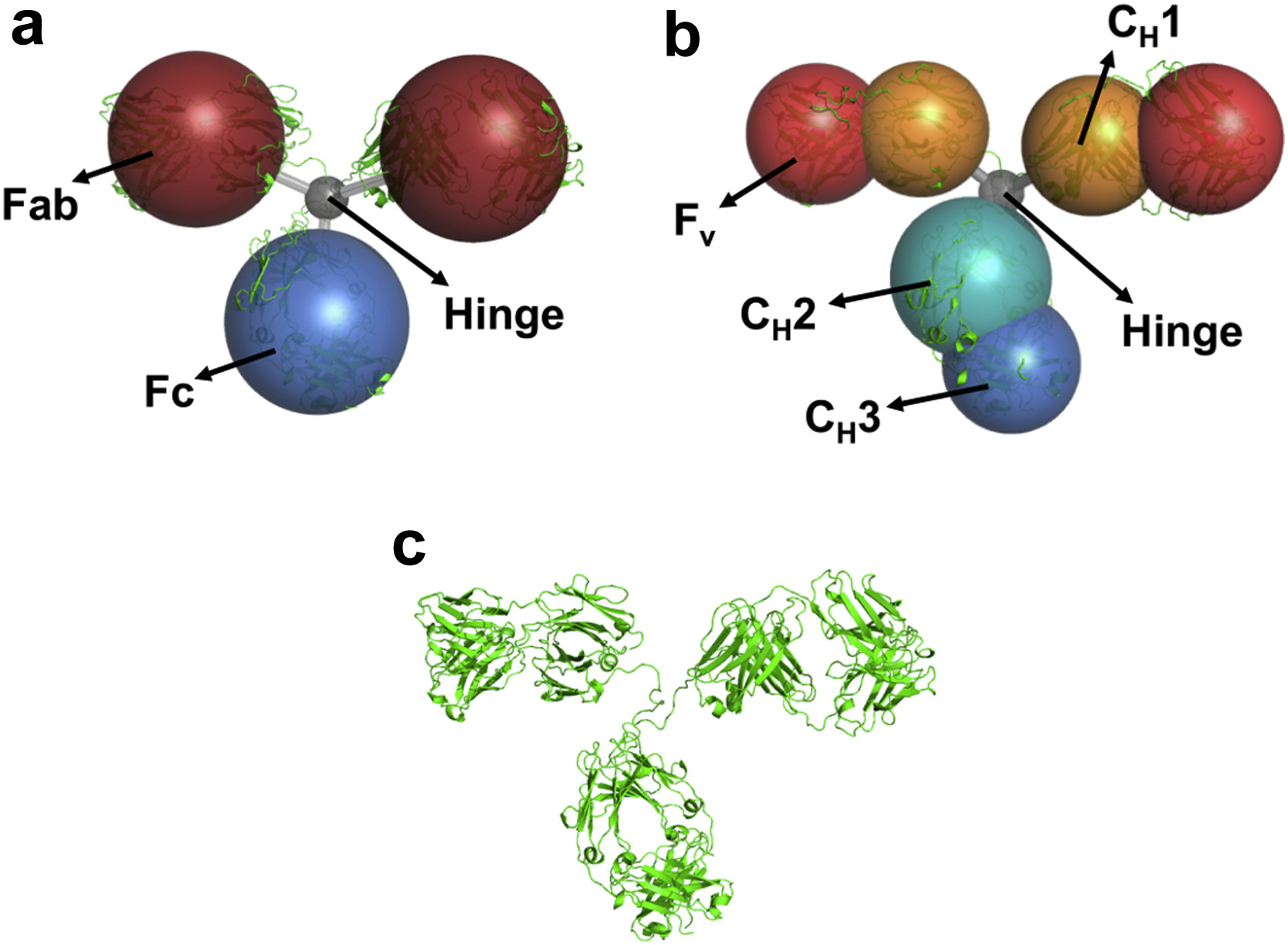 Monoclonal Antibodies
