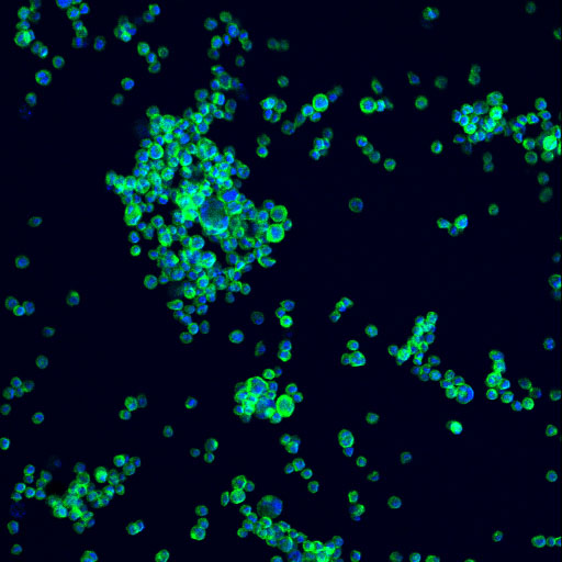NISTCHO cells