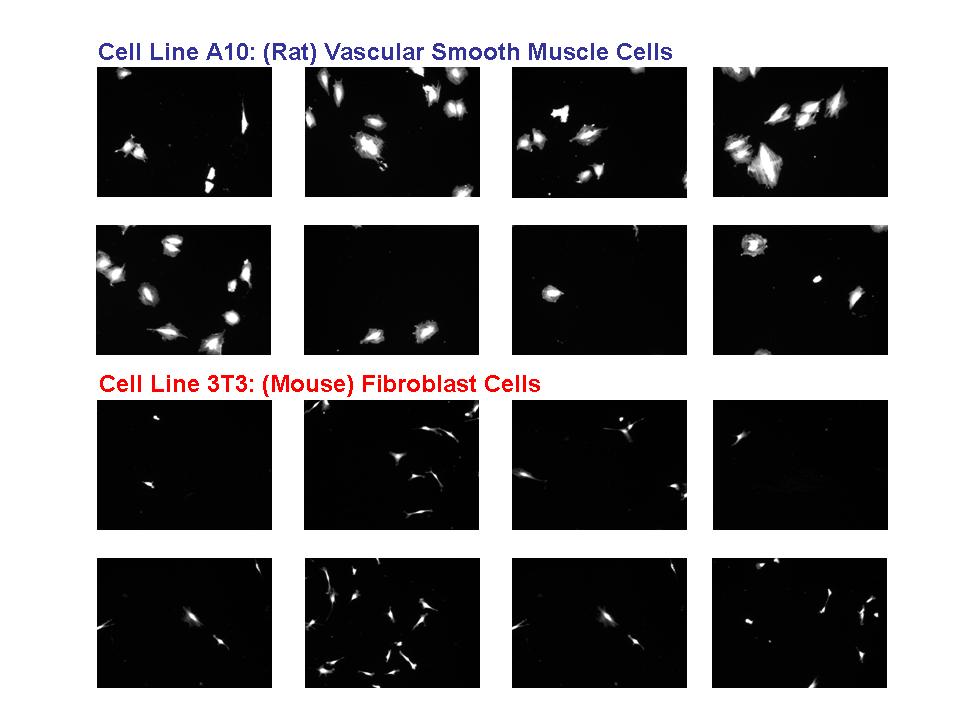 Computational Biology: Comparison of Cell Image Segmentation Algorithms ...