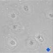 Characterization of Dolphin Lung Endothelial Cells Through Quantitative ...