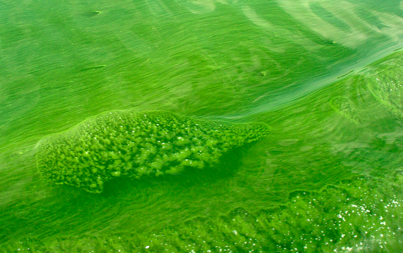 Algal Blooms Under Microscope