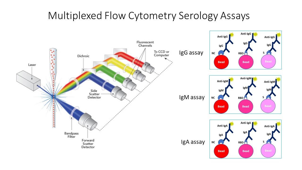 antibody neutralization test
