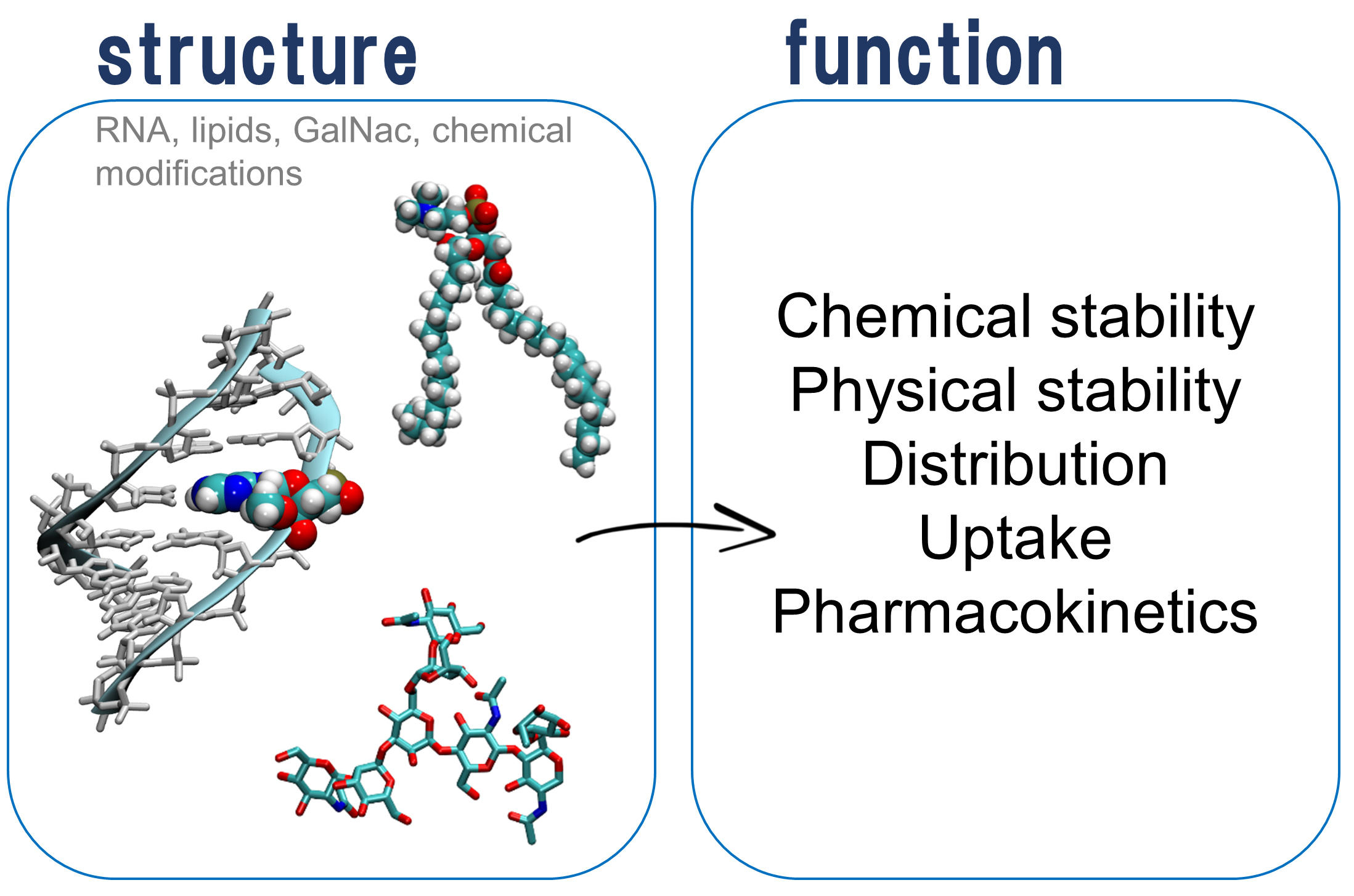 rna structure and function