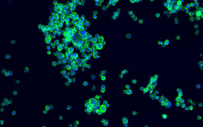 Reference materials | NIST