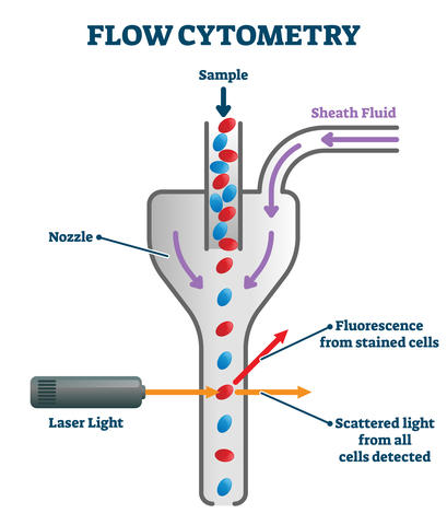 NIST Flow Cytometry Standards Consortium | NIST