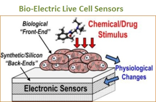 Paving the Way for Bio-Semiconductor Development