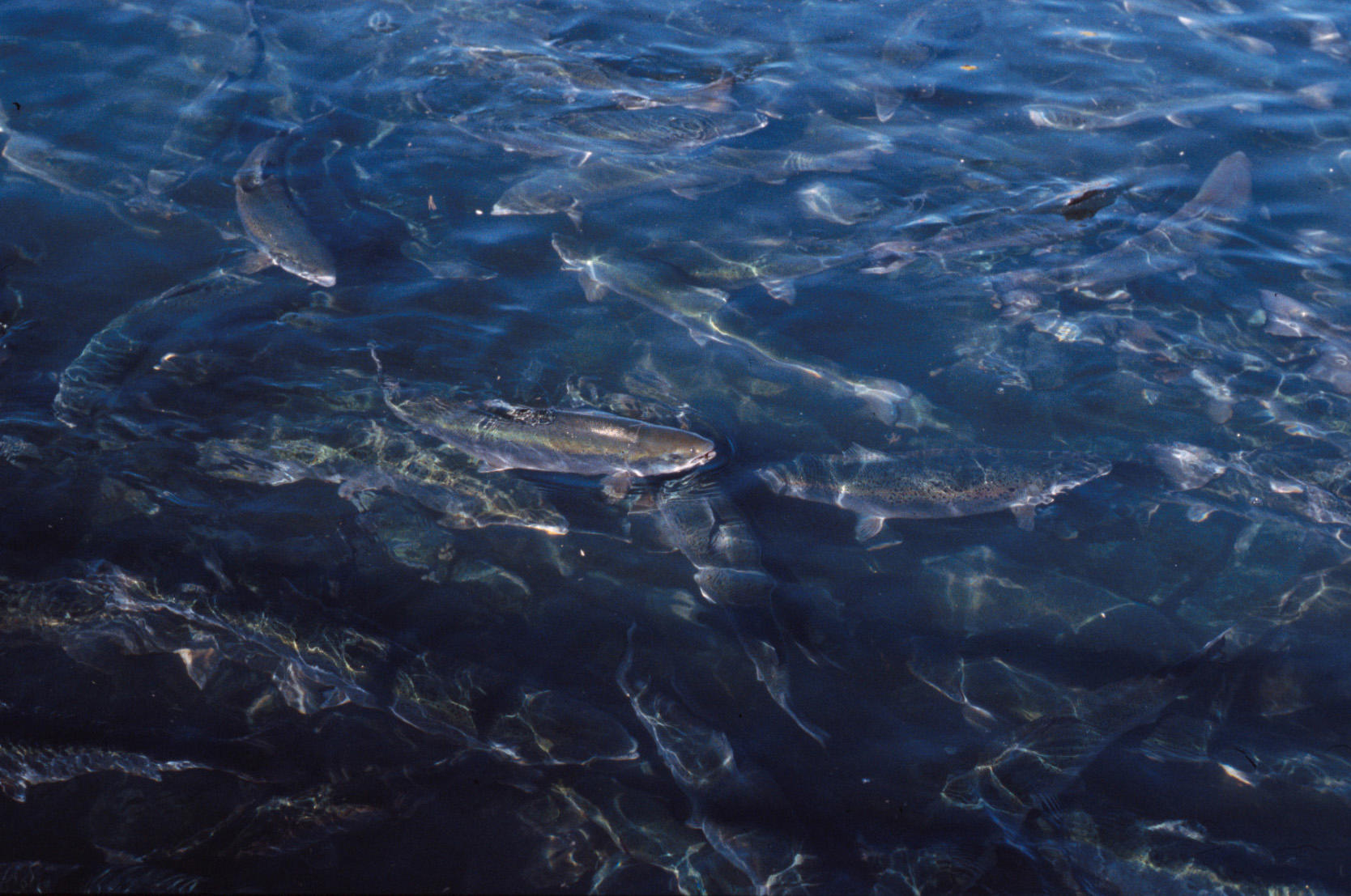 Fish Flu: Genetics Approach May Lead to Treatment | NIST