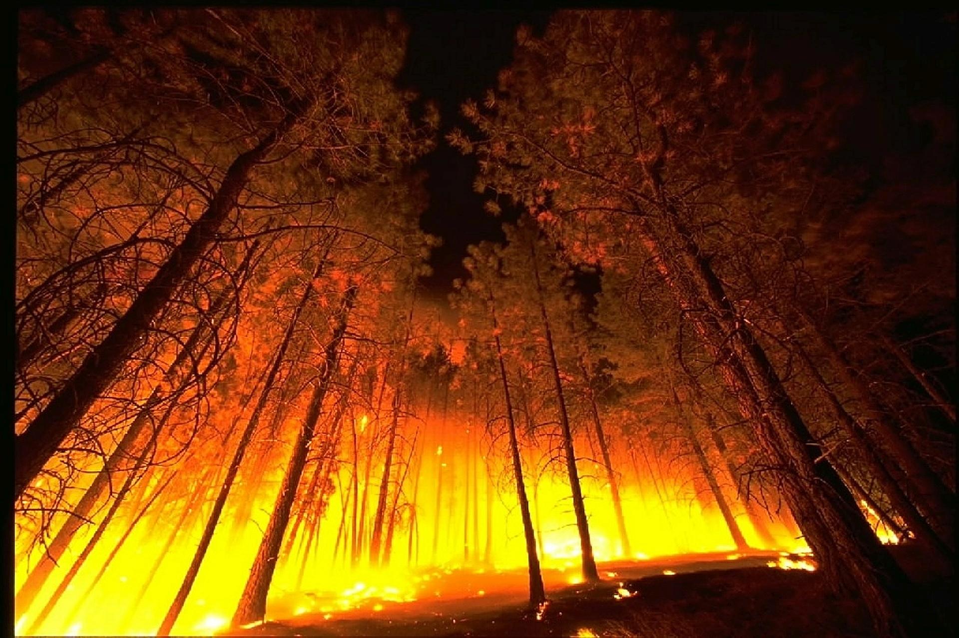Forest Fire (FEMA)