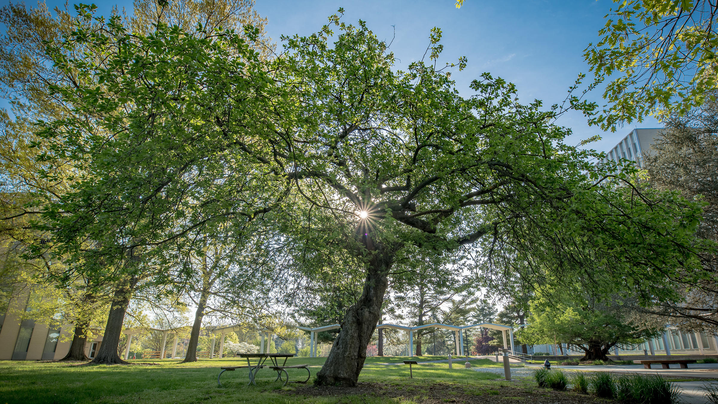 The Tangled Tale of NIST’s Newton Apple Tree | NIST