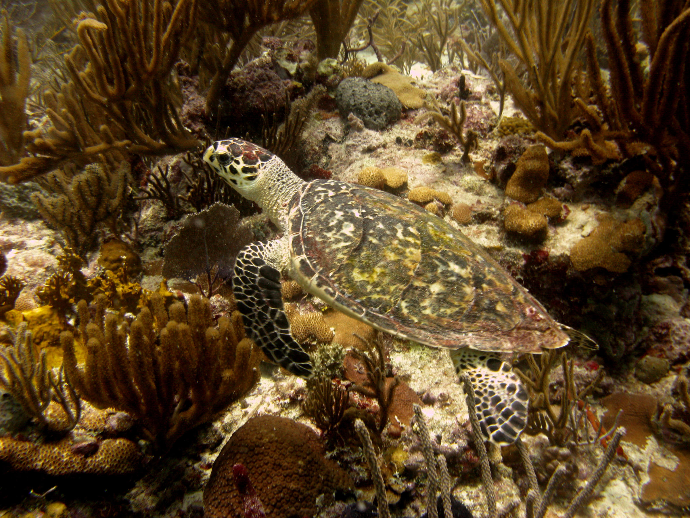 Hawksbill Sea Turtle