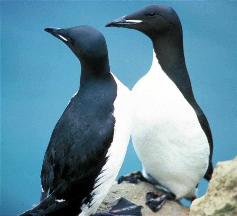 arctic seabirds