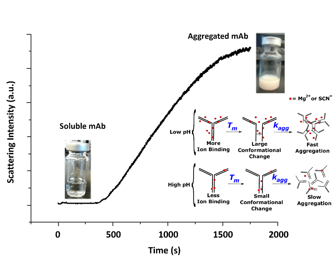Isothermal aggregation kinetics of a low-pI mAb solution