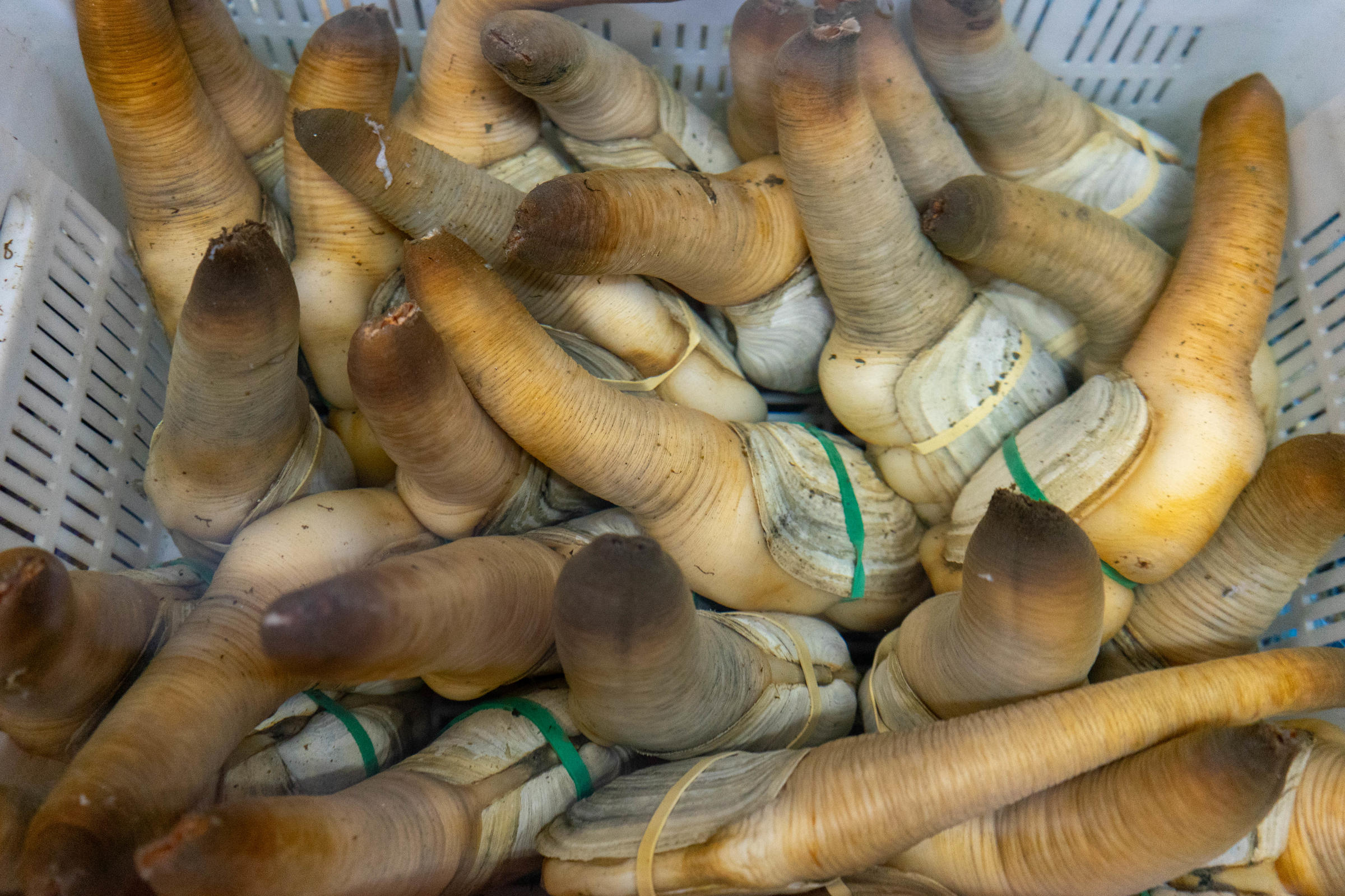 Geoduck clams