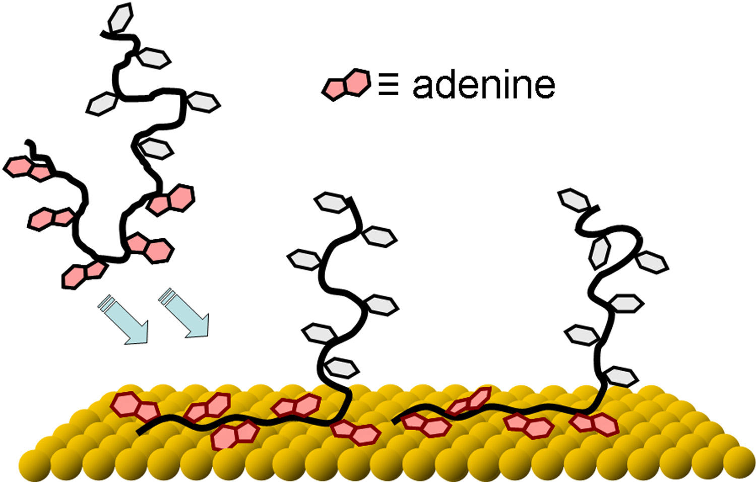 Adenine 'Tails' Make Tailored Anchors for DNA